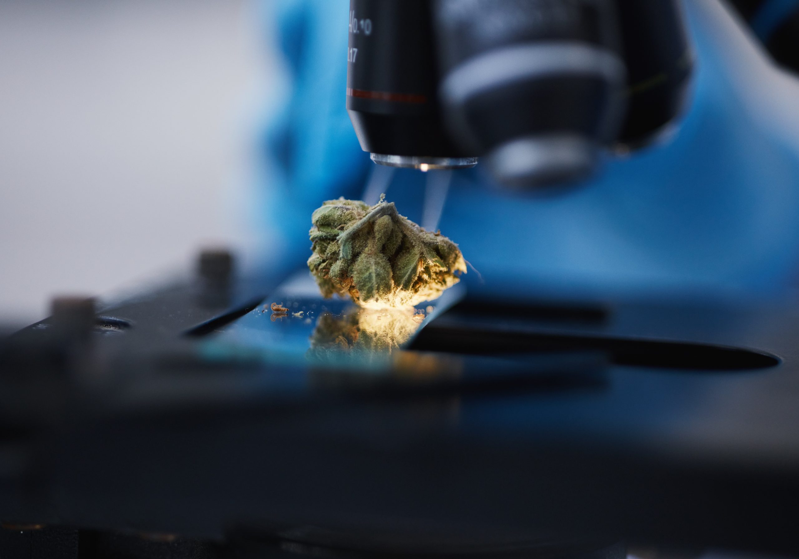 Spotlight on Responsible Cannabis Use | High End Cannabis